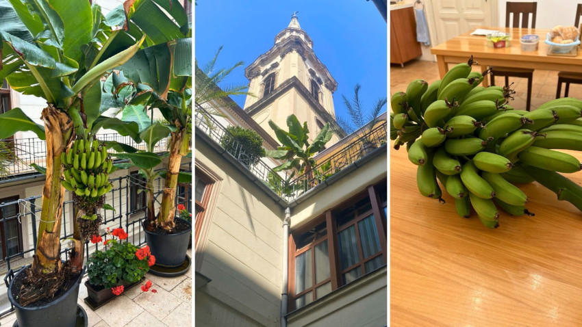 Ízletes gyümölcsöt termő banánfák – A pesti ferences kolostor rejtett ...